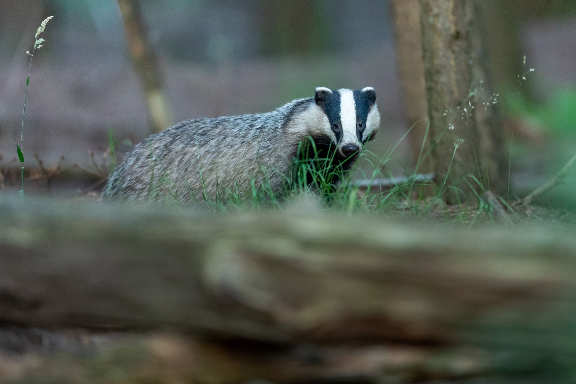 La Fauna Salvaje de Gran Bretaña - Online School by Cambridge House